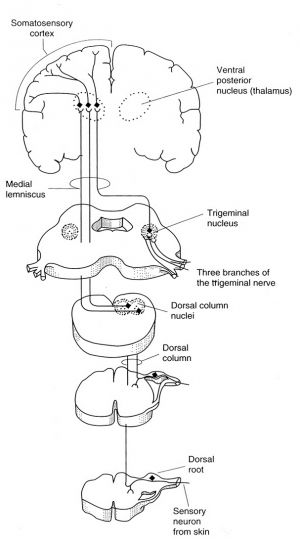 Somatosensory Evoked Potentials (SSEP) - NeurophysPedia